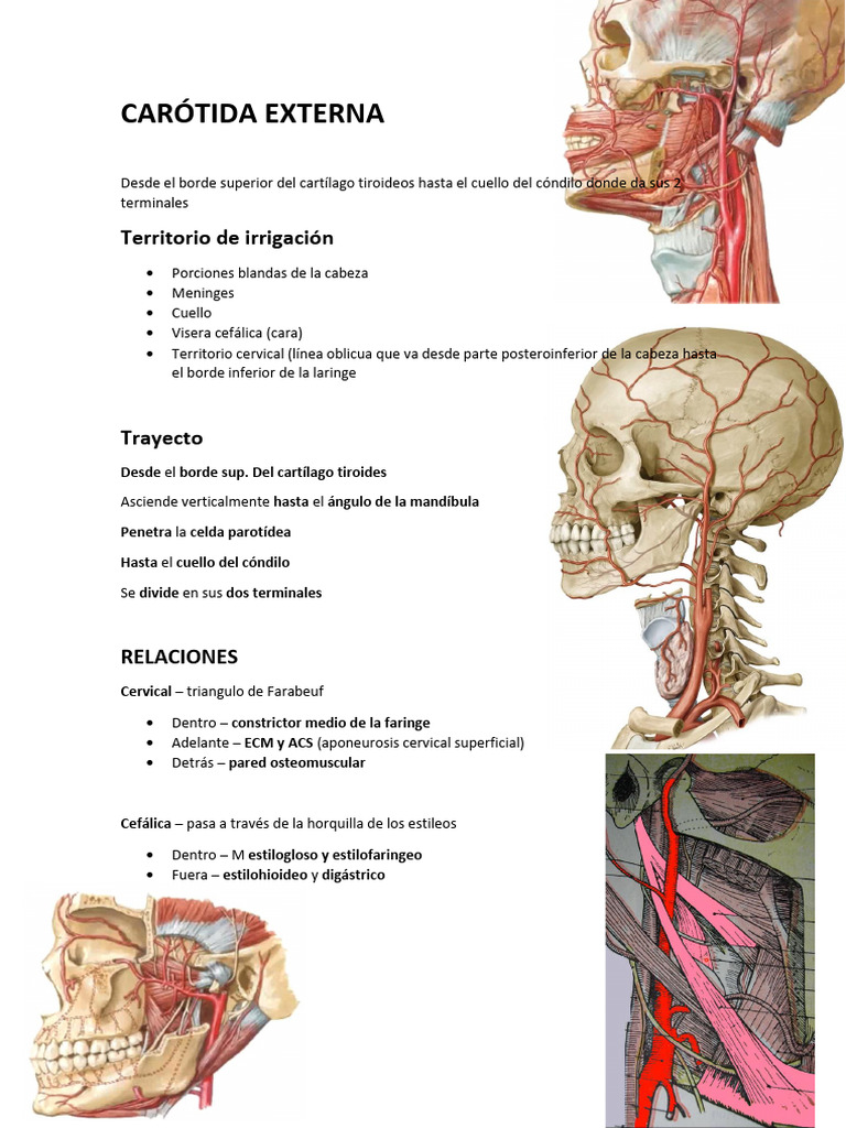 Anatomía y Funciones de la Carótida Externa | PDF | Laringe ...