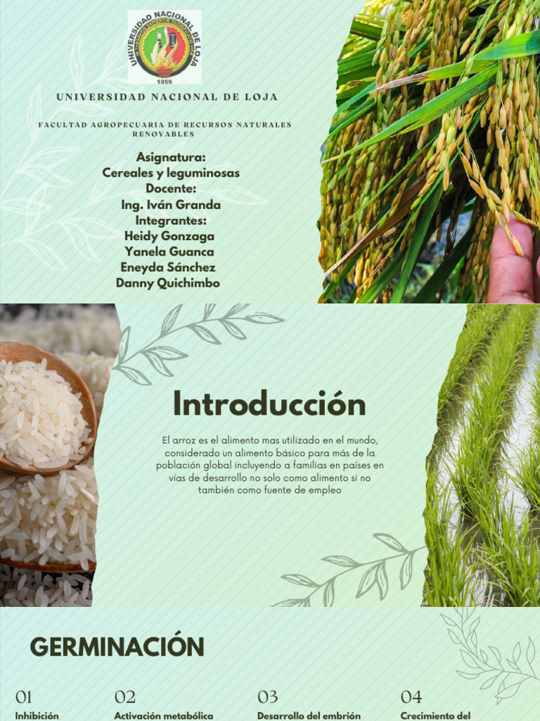 Fenología del Arroz: Etapas y Cultivo | PDF | Arroz | Agricultura