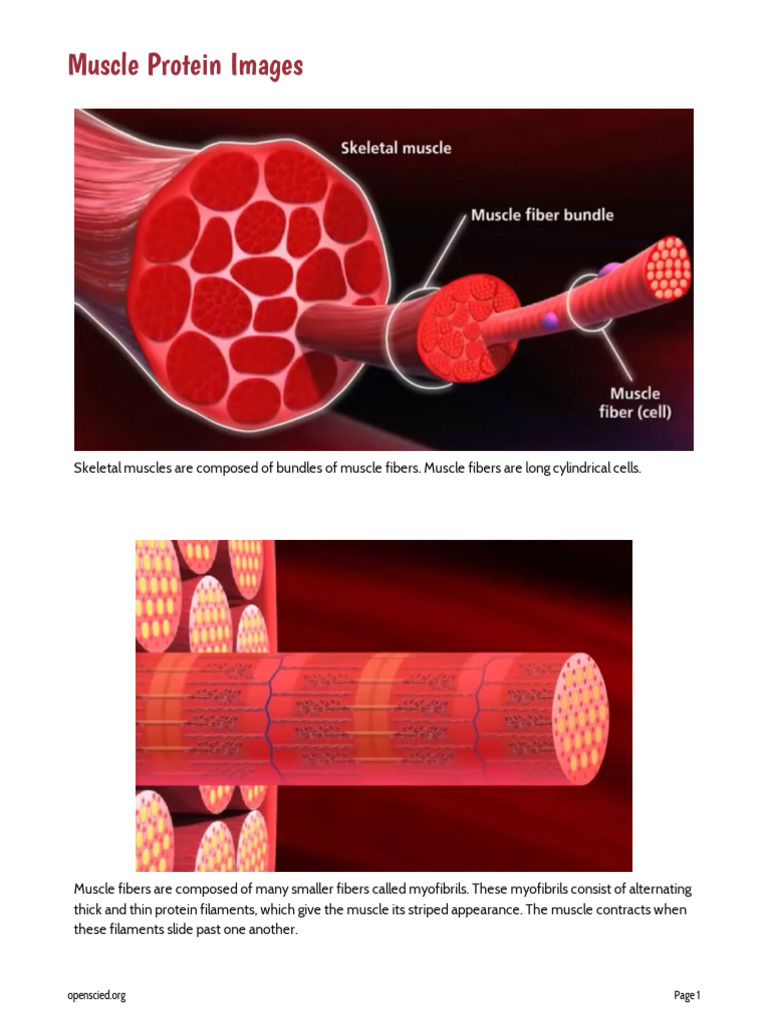 Protein Images | PDF