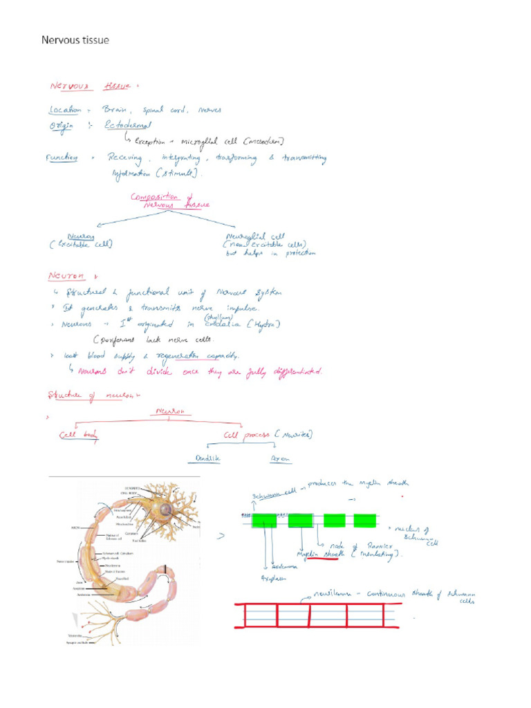 Nervous Tissue | PDF