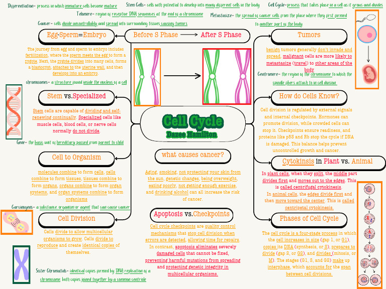 Cell Division and Cancer Overview | PDF | Cell Cycle | Cell (Biology)