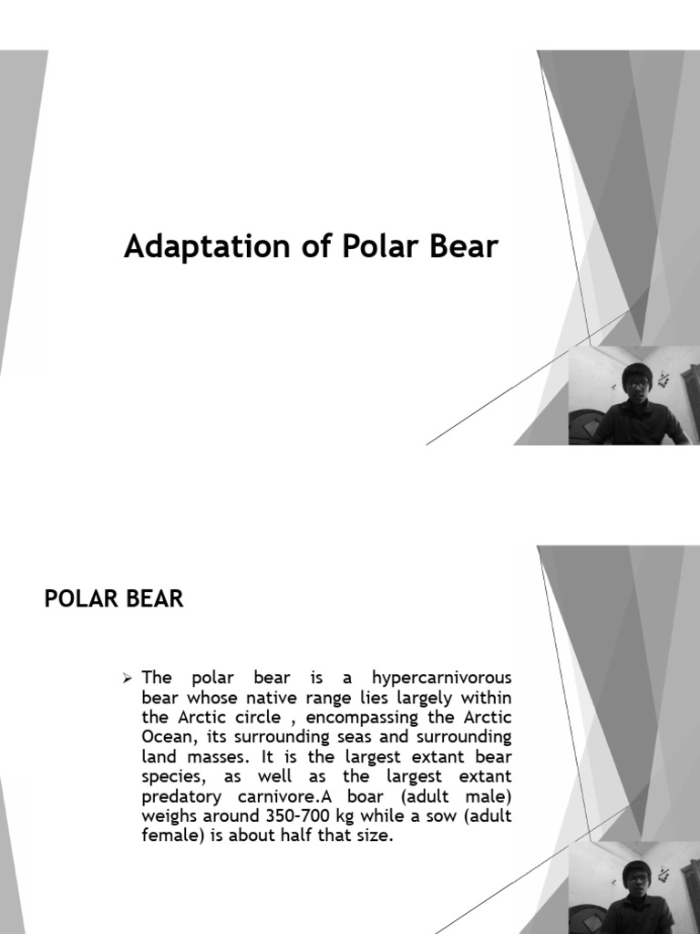 Adaptation of Polar Bear | PDF | Polar Bear | Bears