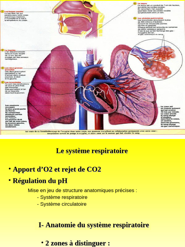 Anatomie et Fonction du Système Respiratoire | PDF | Poumon | Respiration