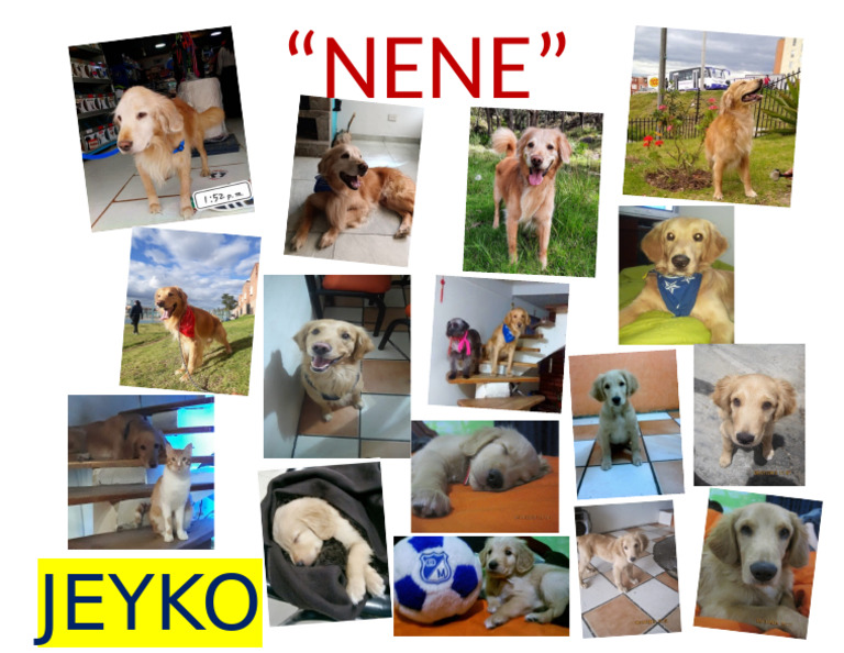 NENE | PDF
