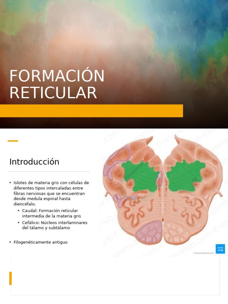 Formación reticular MFPA | PDF | Anatomía humana | Sistema nervioso