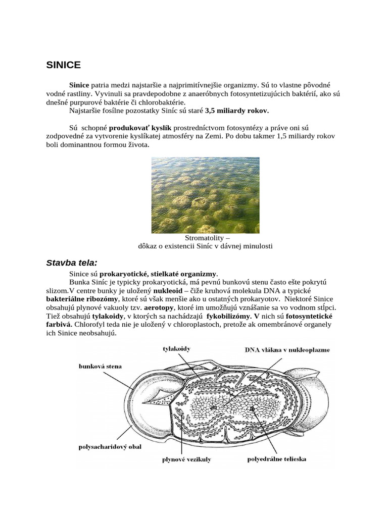 Sinice - Å¡tudijnÃ½ text | PDF