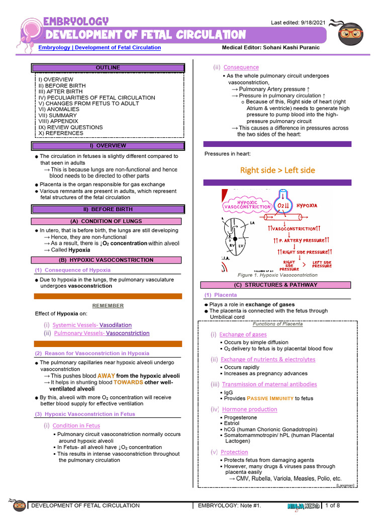Fetal Circulation Development Explained | PDF | Fetus | Circulatory System