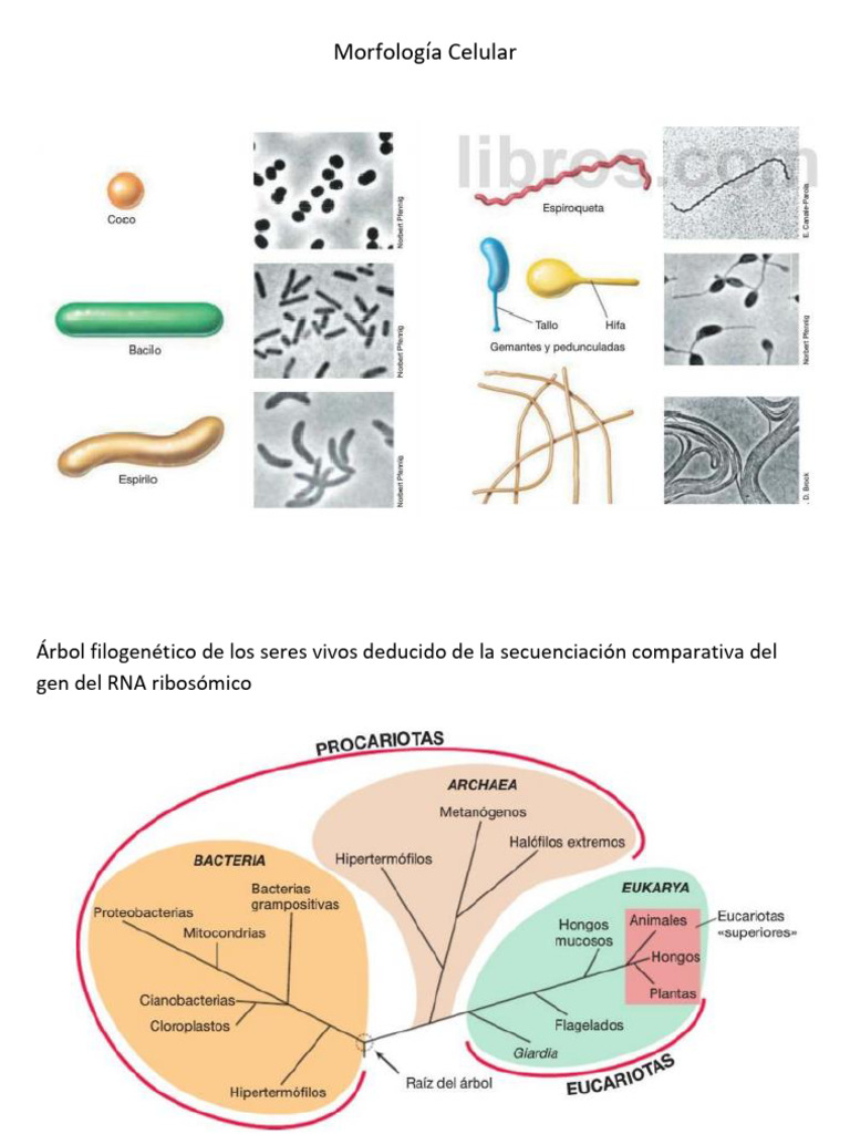 Morfología Celular | PDF