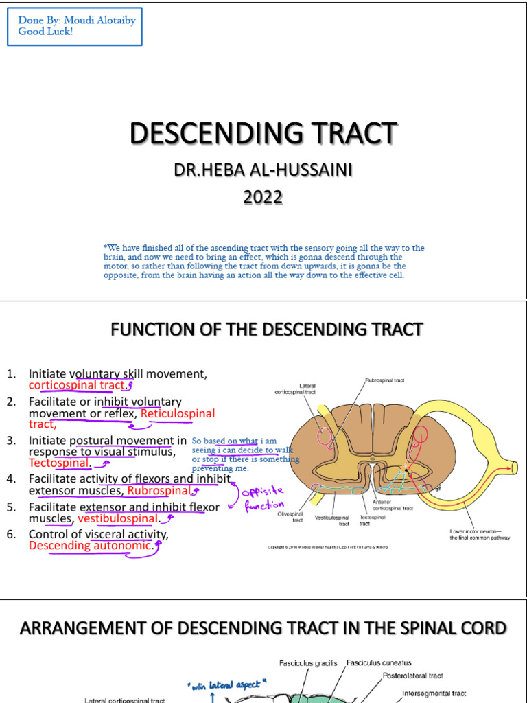 Overview of Descending Spinal Tracts | PDF | Spinal Cord | Human Anatomy