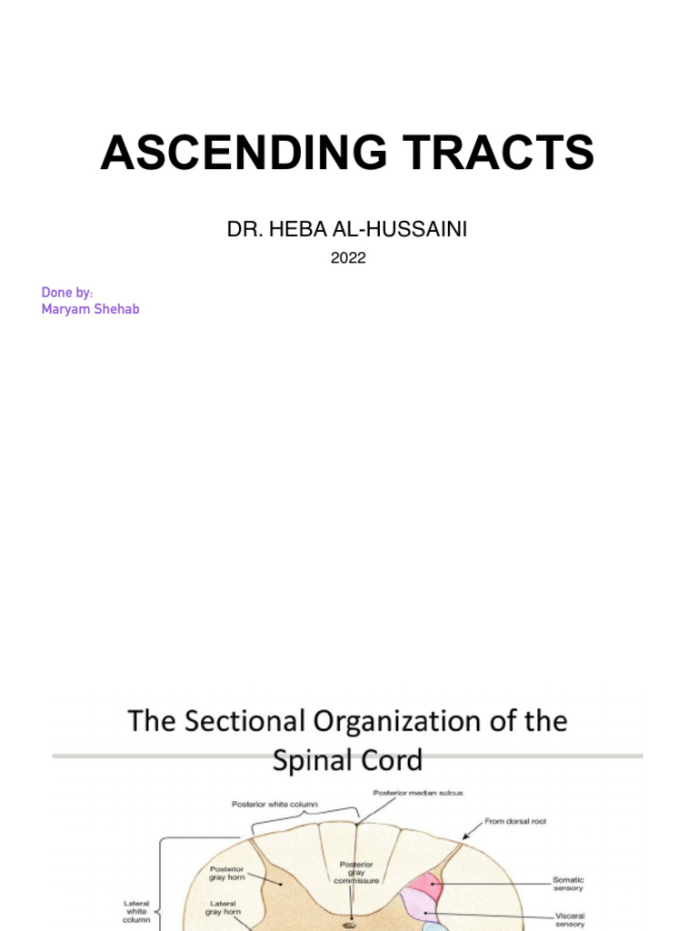 Anatomy 3 Ascending Tracts | PDF | Nervous System | Neuroanatomy