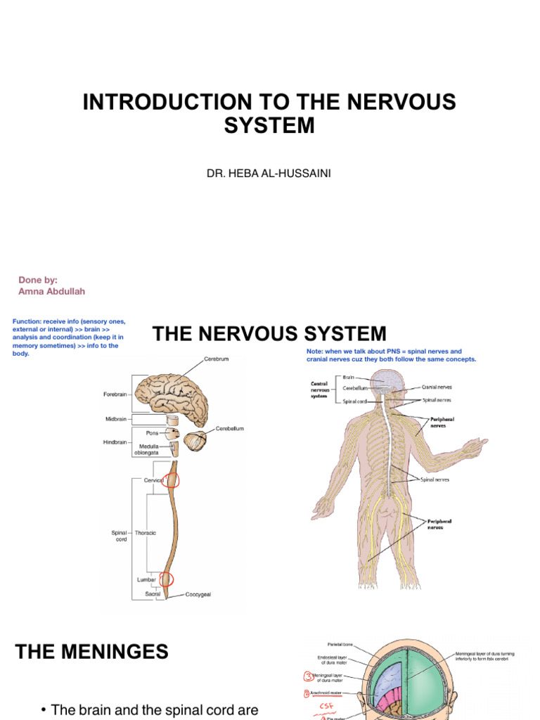 Overview of the Nervous System | PDF | Motor Neuron | Spinal Cord