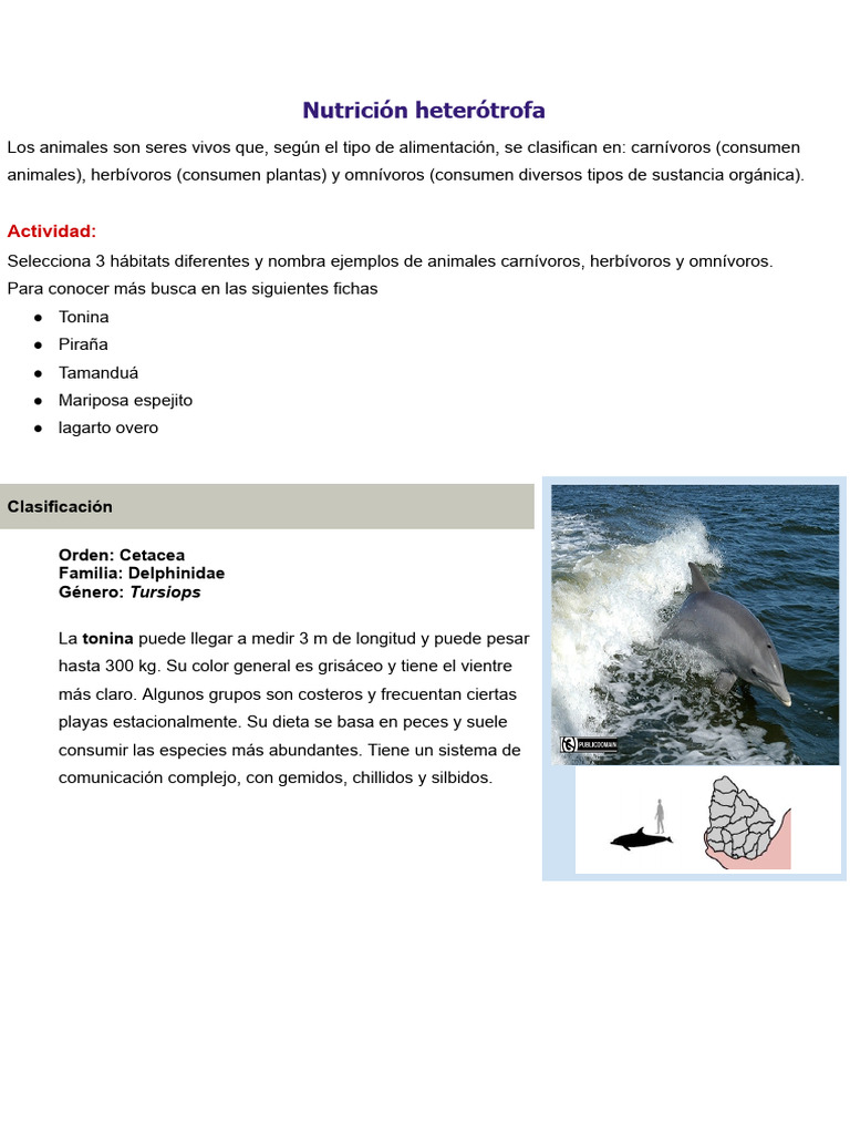 Nutricion Heterotrofa Actividad | PDF | Zoología