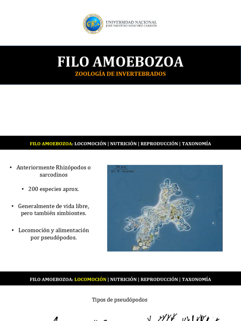 Filo Amoebozoa | PDF | Esponja | Eucariotas