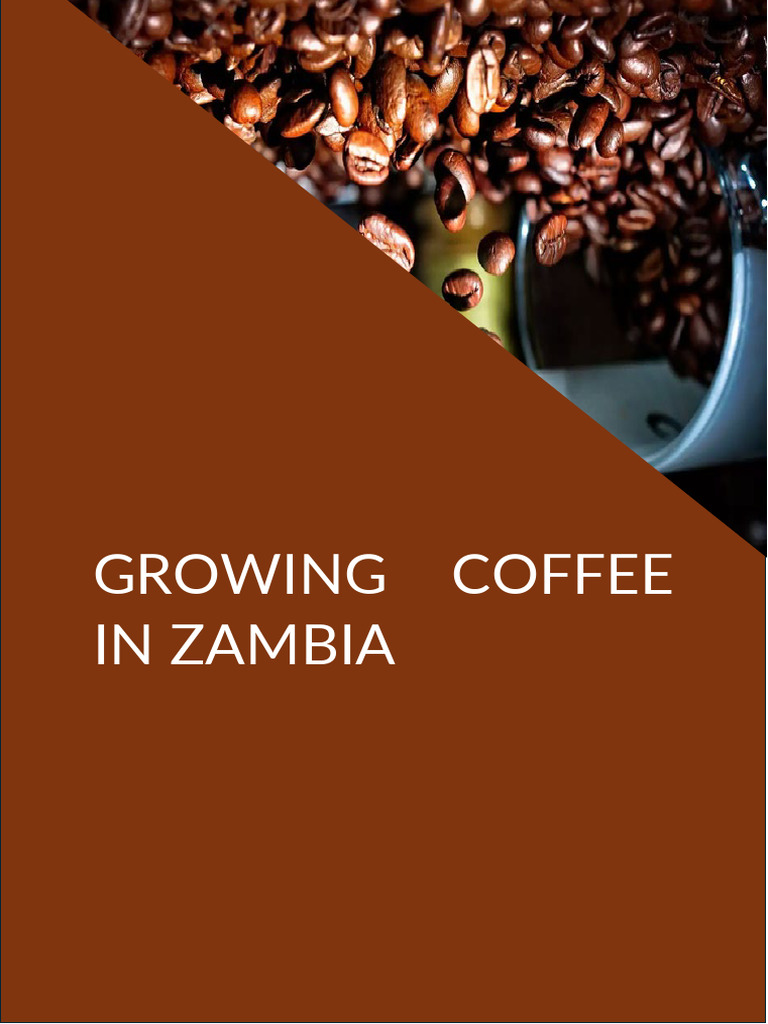 Coffee Production in Zambia: Trends & Insights | PDF | Coffee | Agriculture