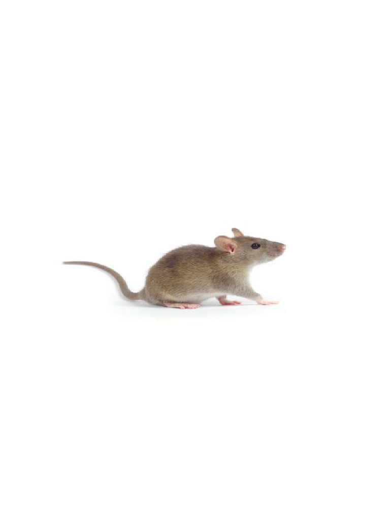How To Get Rid of Common House Pests | PDF