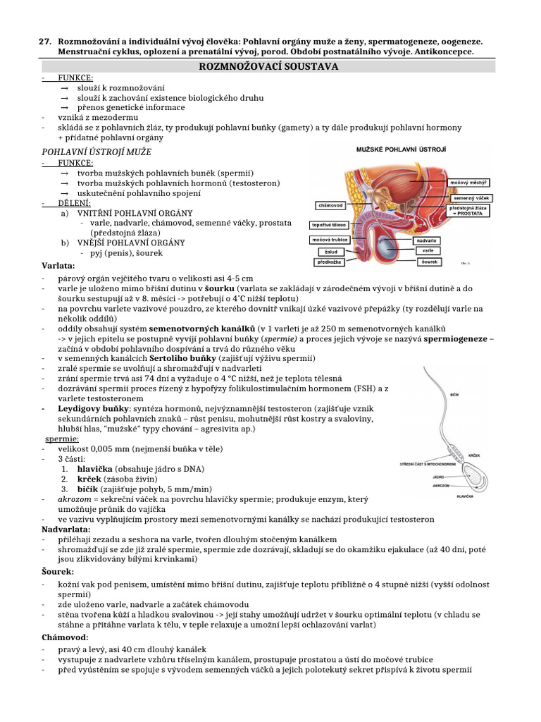 Pohlavni Soustava A Individualni Vyvoj Cloveka | PDF