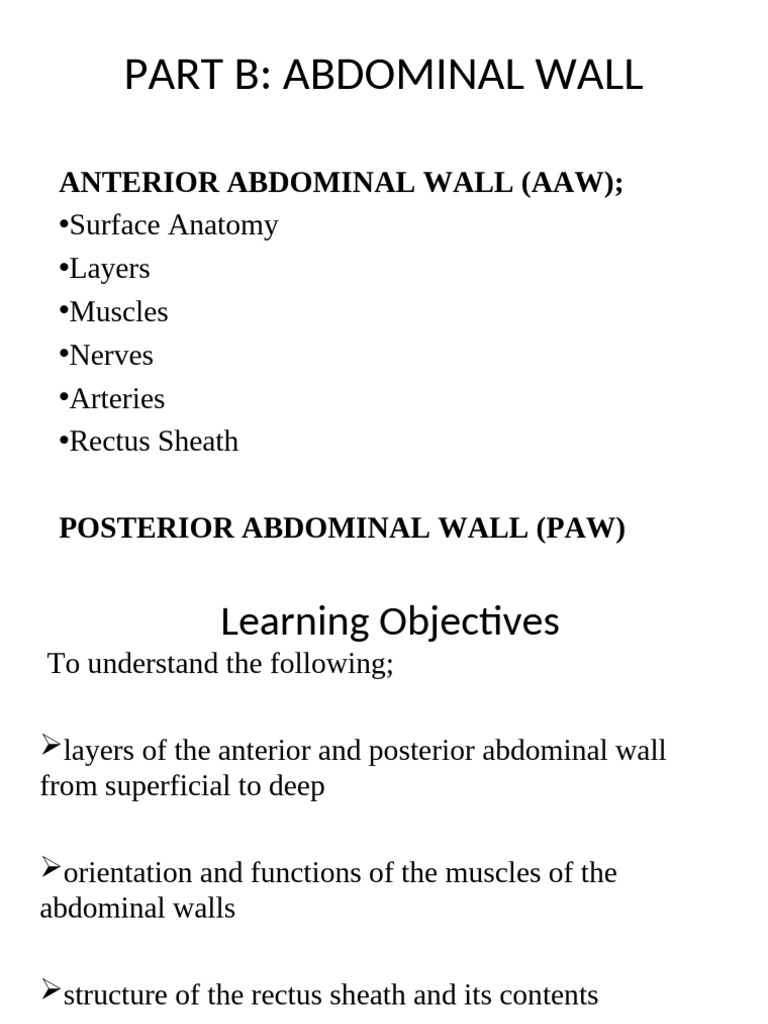 Anatomy of the Abdominal Wall | PDF | Abdomen | Aorta