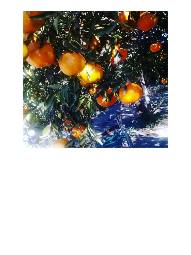 MANDARINAS | PDF