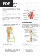11 - Região Poplítea | PDF | Joelho | Anatomia humana
