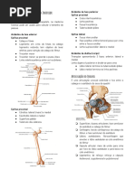 Anatomia do Quadril: Estruturas e Funções | PDF | Quadril | Nervo