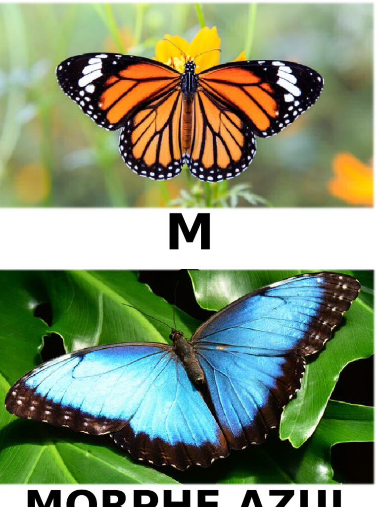 Tipos de Mariposa | PDF