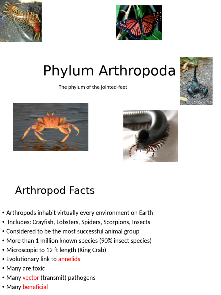 Phylum Arthropoda | PDF | Insects | Arthropods
