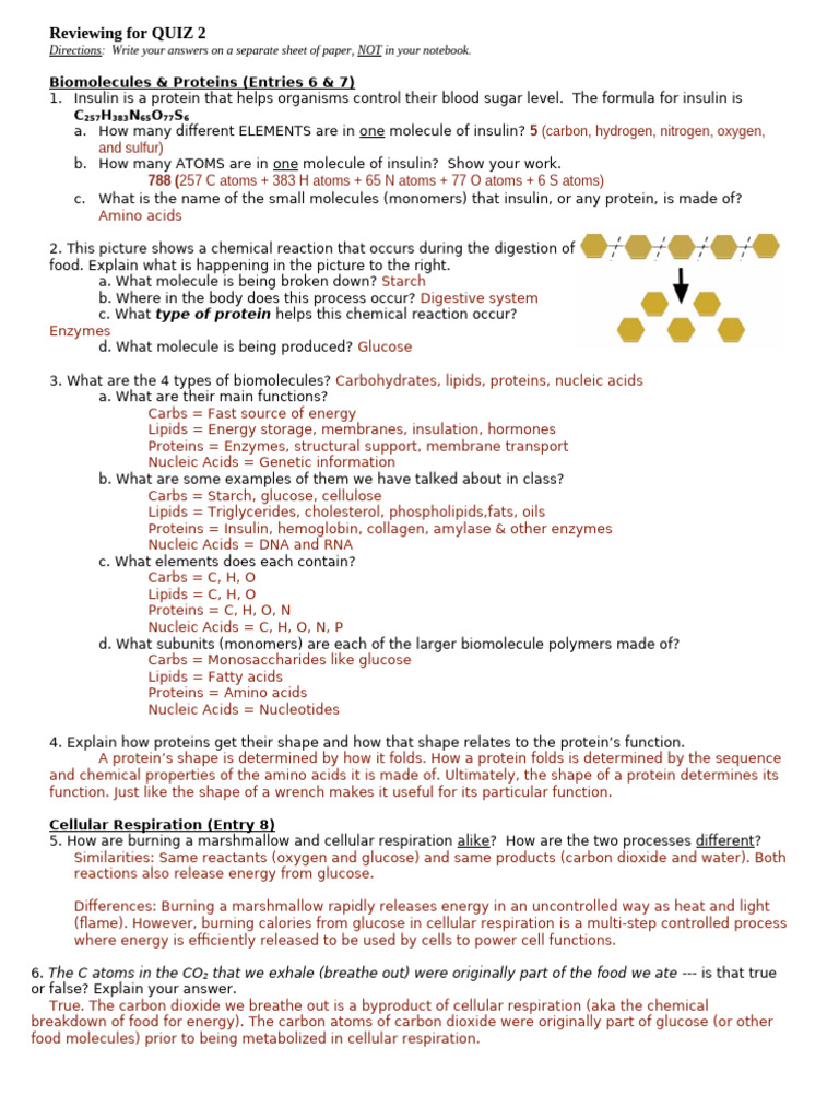 Biomolecules, Cellular Respiration, and Homeostasis Review | PDF ...