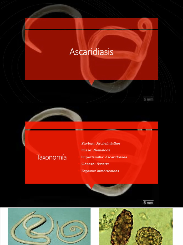 Ascaris Lumbricoides | PDF