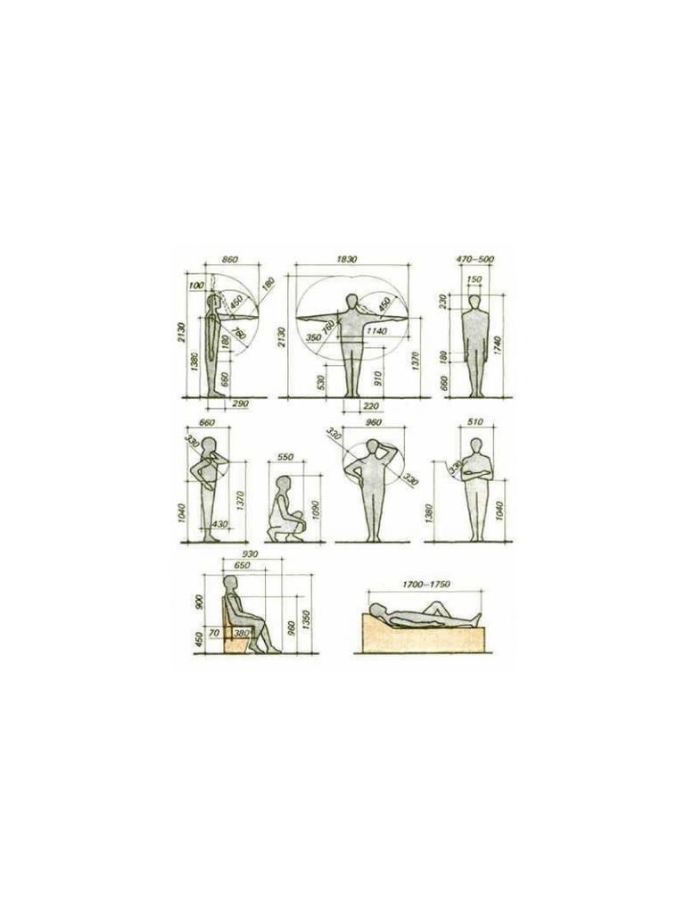 Human Body Size | PDF