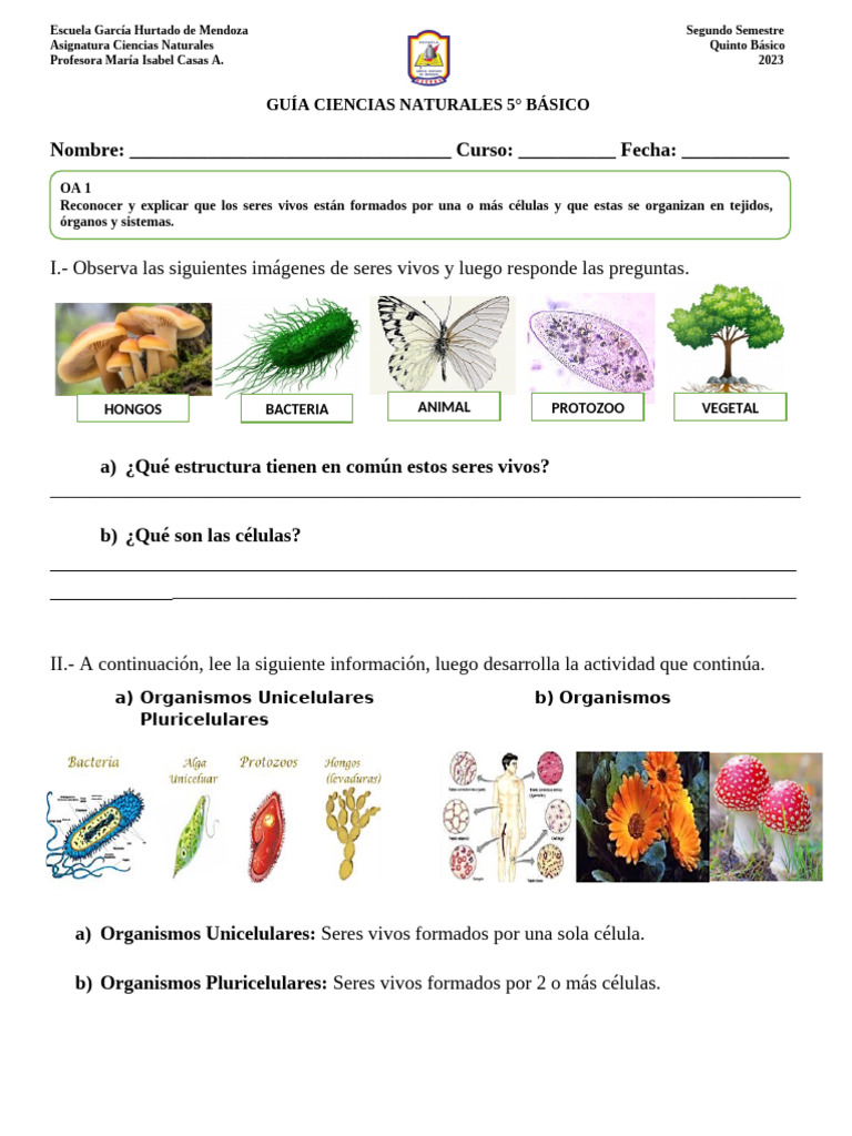 Niveles de Organización de los Seres Vivos | PDF | Organismos | Tejido (biología)