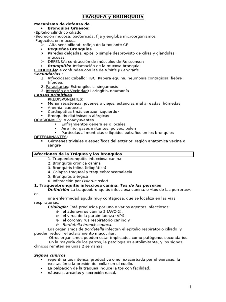 TRÁQUEA y BRONQUIOS Bronquios | PDF | Tos | Bronquitis