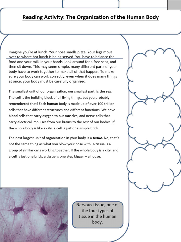 Human Body Organization | PDF | Human Body | Tissue (Biology)
