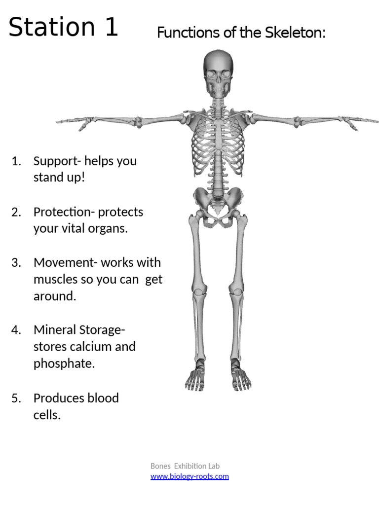Skeletal System Stations Day 1 | PDF | Bone | Vertebral Column