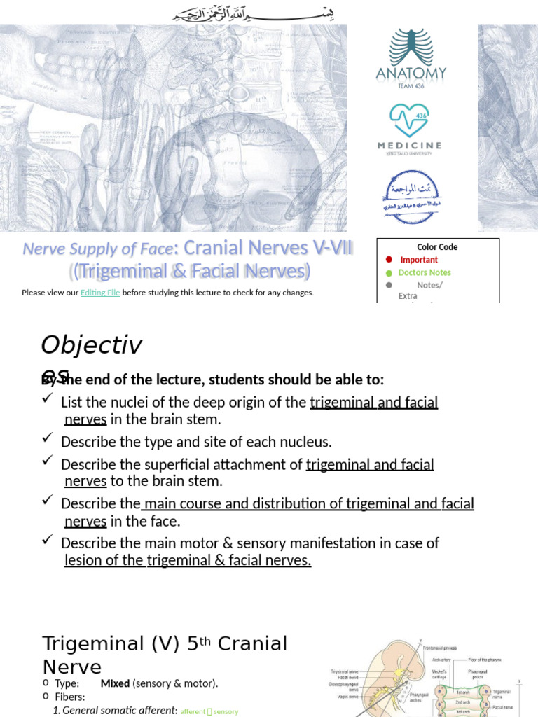 7 - Nerve Supply of The Face 5th & 7th (Edited - New) | PDF | Nervous ...