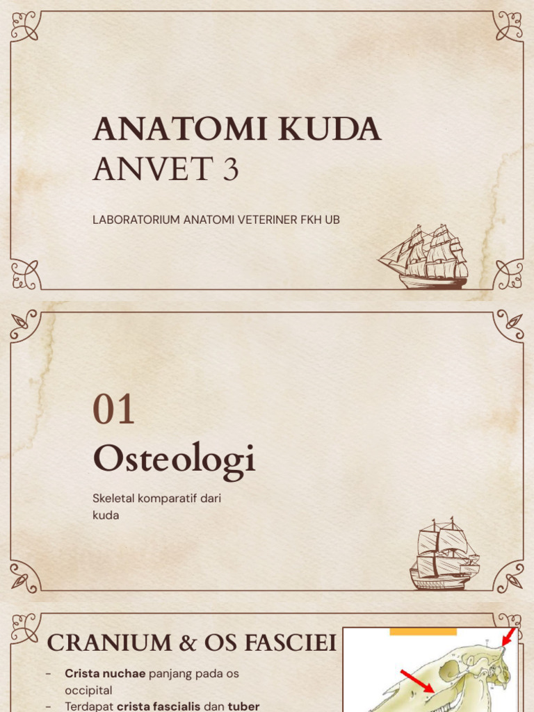 Anatomi Kuda: Struktur dan Fungsi | PDF