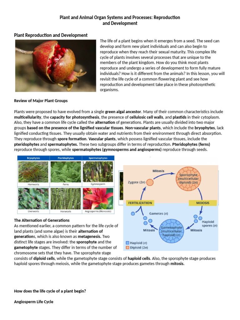 Plant and Animal Organ Systems and Processes | PDF | Sexual ...