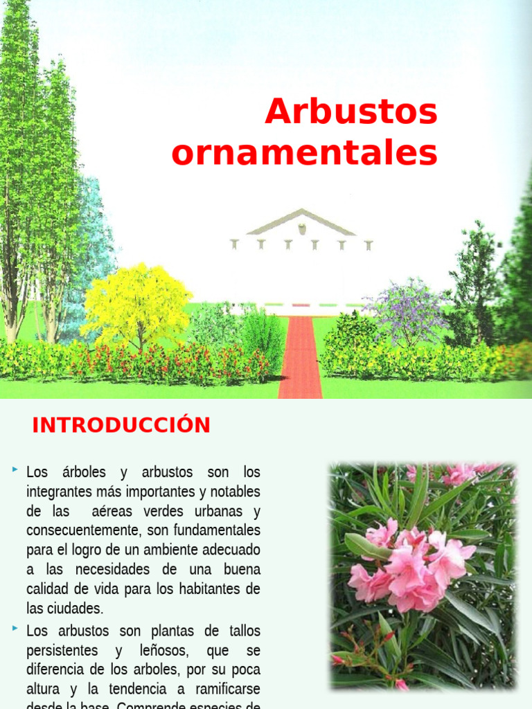 Características y Usos de Arbustos Ornamentales | PDF | Arbusto | Arboles
