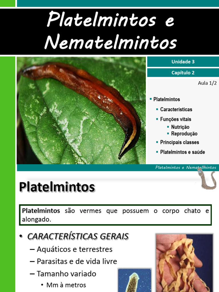 Platelmintos e Nematelmintos: Características e Saúde | PDF | Animais e ...