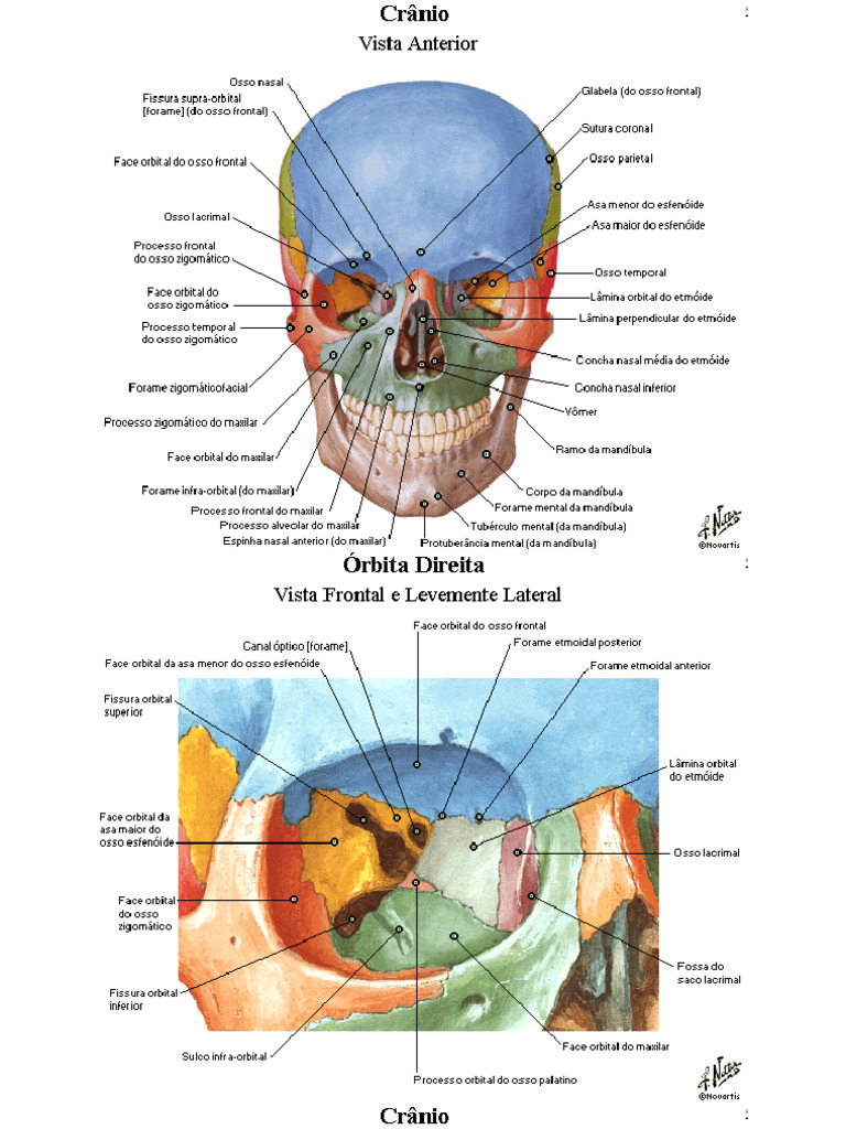 Atlas de Anatomia Humana - Netter - 250305 - 011611 | PDF