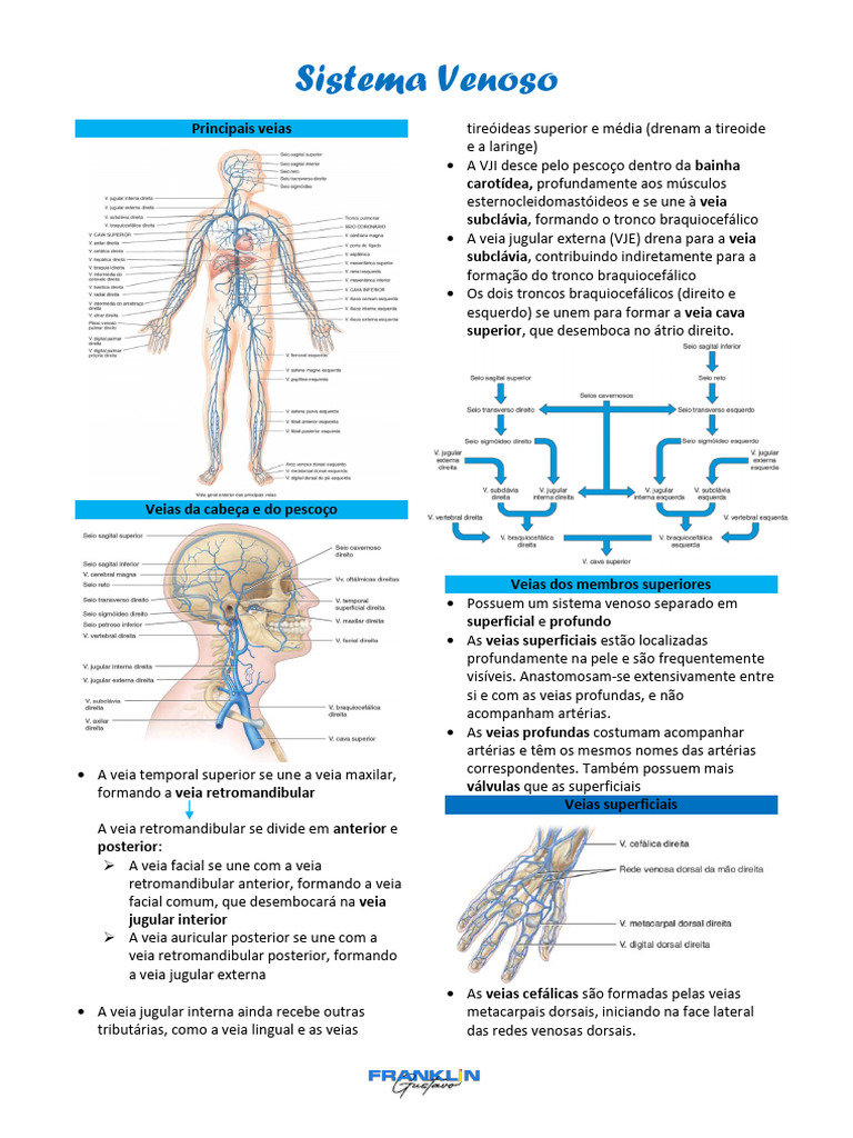 Estrutura do Sistema Venoso Humano | PDF | Veia | Fígado