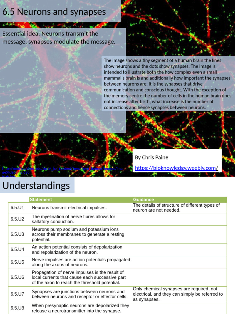 6.5 - Neurons and Synapses | PDF | Action Potential | Synapse