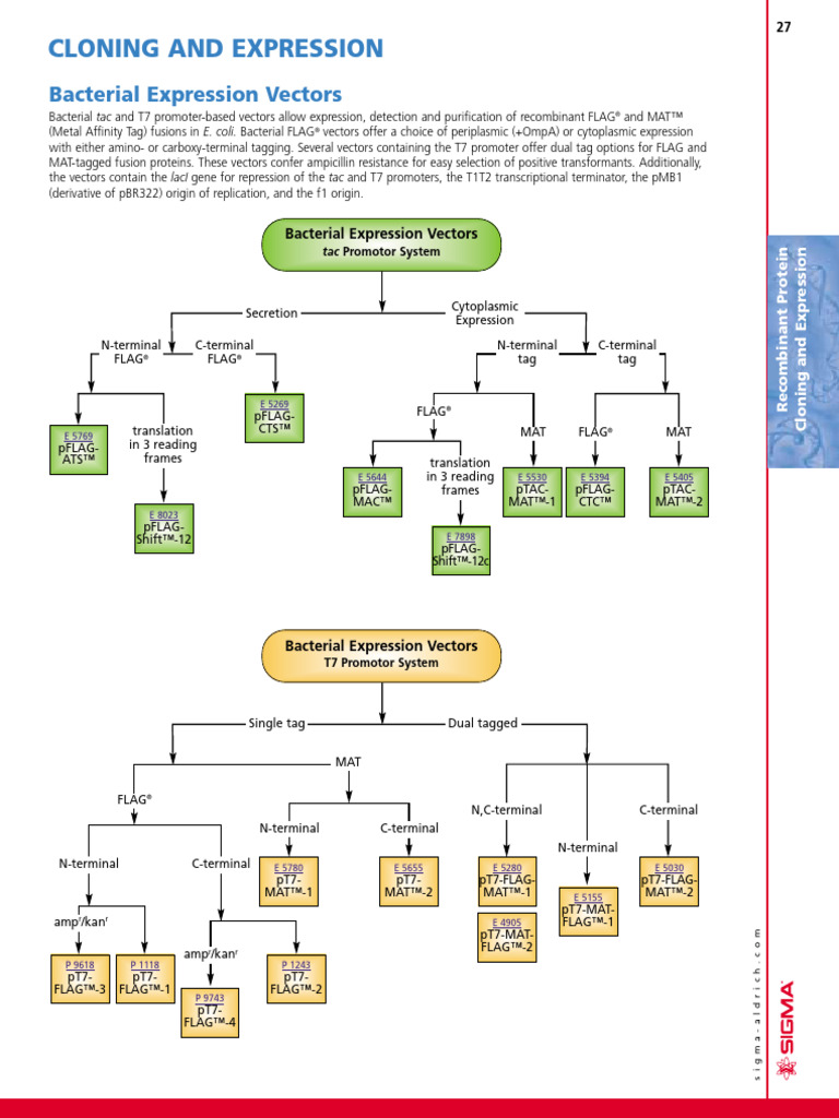 Bacterial Expression Vectors Overview | PDF | Vector (Molecular Biology ...