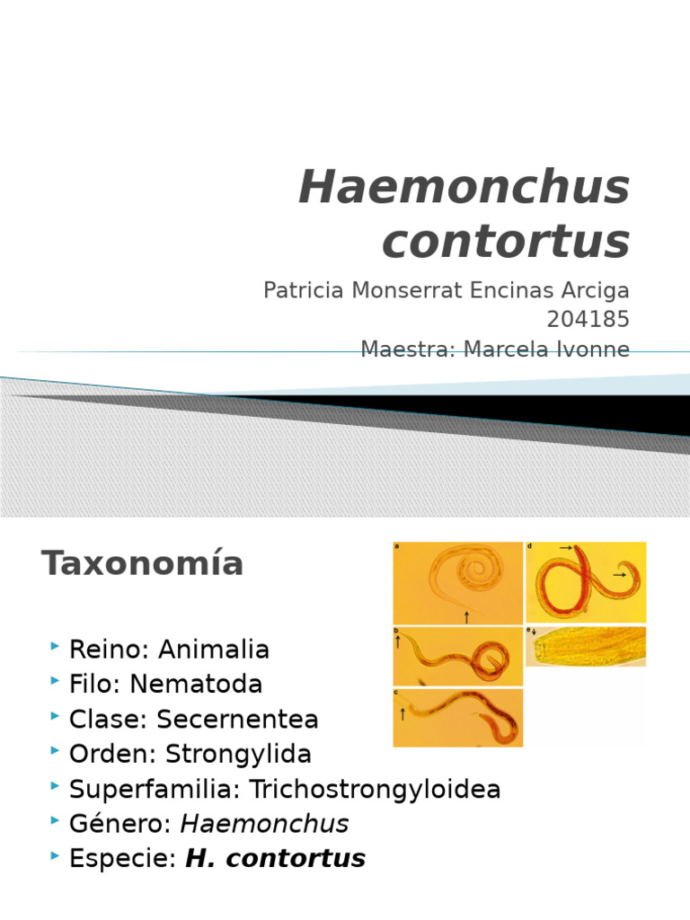 Morfología y ciclo de Haemonchus contortus | PDF | Nematodo | Zoología