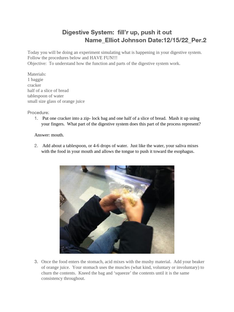 Copy of Digestive-System-lab-21-6 | PDF | Human Digestive System ...