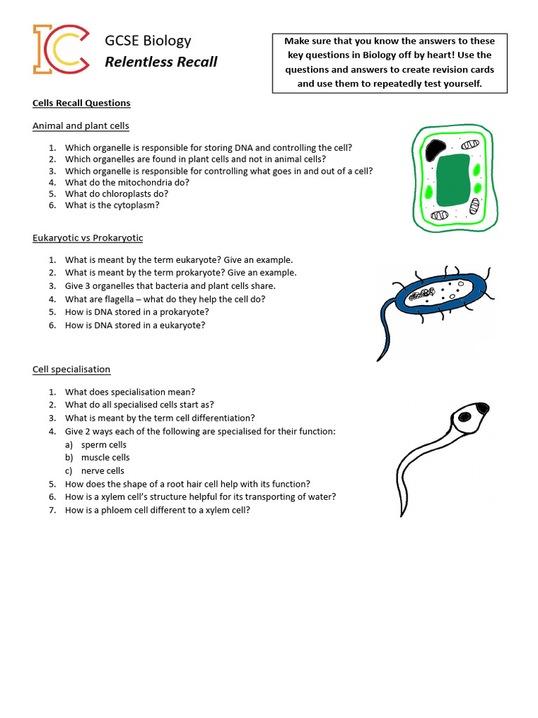 GCSE Biology Cell Concepts and Processes | PDF | Vein | Artery