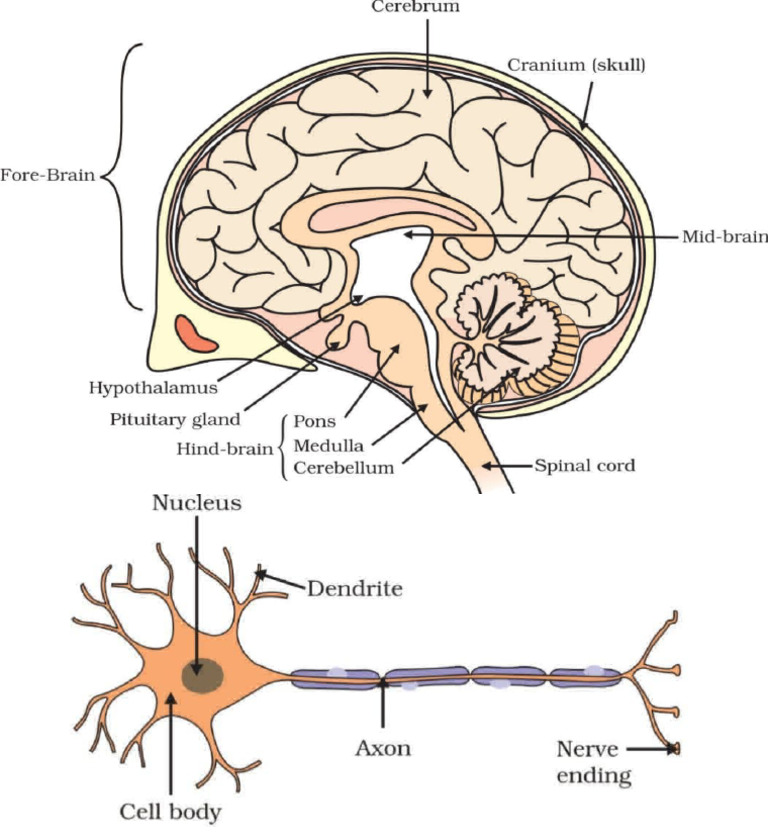 Class 9 Science: Brain Diagram | PDF