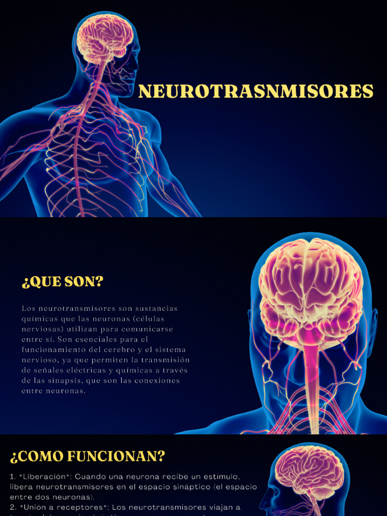 The Nervous Systems Education Presentation Blue Animated Style | PDF