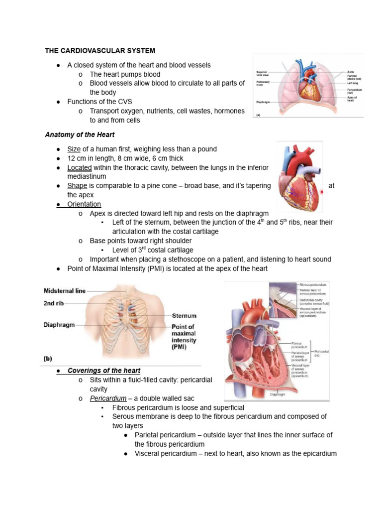 The Cardiovascular System | PDF | Heart Valve | Heart