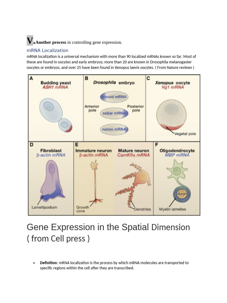 Another Process in Controlling Gene Expression | PDF | Messenger Rna ...