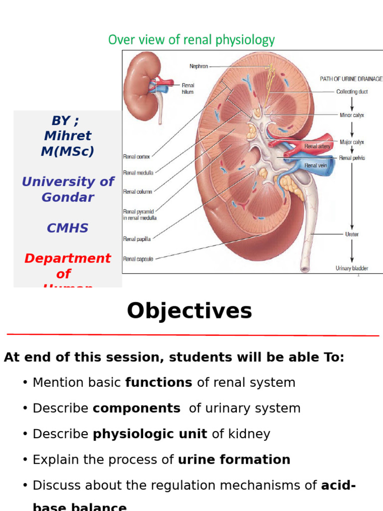 Renal Physiology | PDF | Kidney | Urinary System